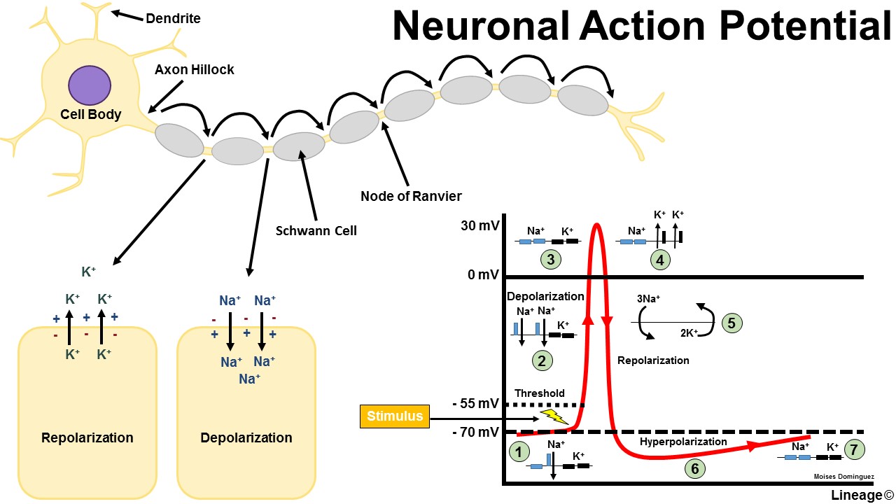 Action Potential Conduction Neurology Medbullets Step 1